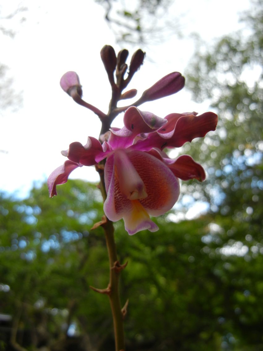 spend your honeymoon in Hawaii? - lyonessandcub