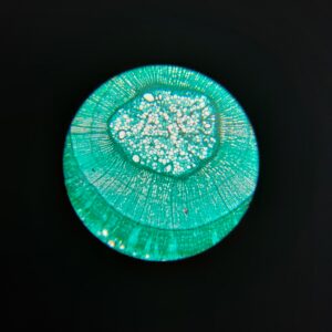 Observe Specimen under a Student Microscope? - lyonessandcub