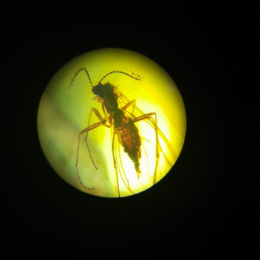 Observe Insects in Amber under a Microscope? - lyonessandcub