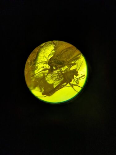 Observe Insects in Amber under a Microscope? - lyonessandcub
